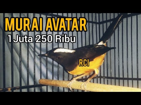 Harga Burung Murai Batu Avatar – KOMBI.ID