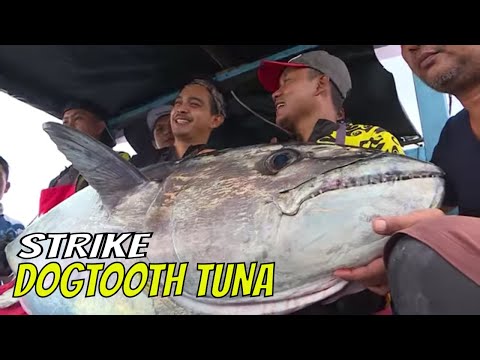 Berburu Ikan Monster Di Laut Sangatta | MANCING MANIA STRIKE BACK (12 ...